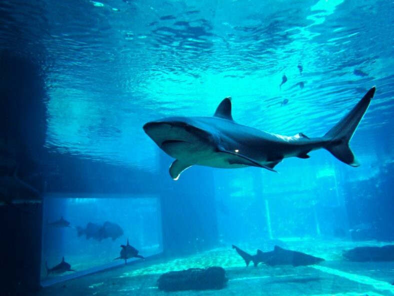 Top uShaka Marine World Prices 2023 | Tours & Activities | Tickets 'n Tour
