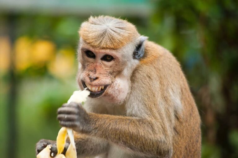 Taronga Zoo Tickets (All-day Pass, VIP Access) 2024 | Tickets 'n Tour