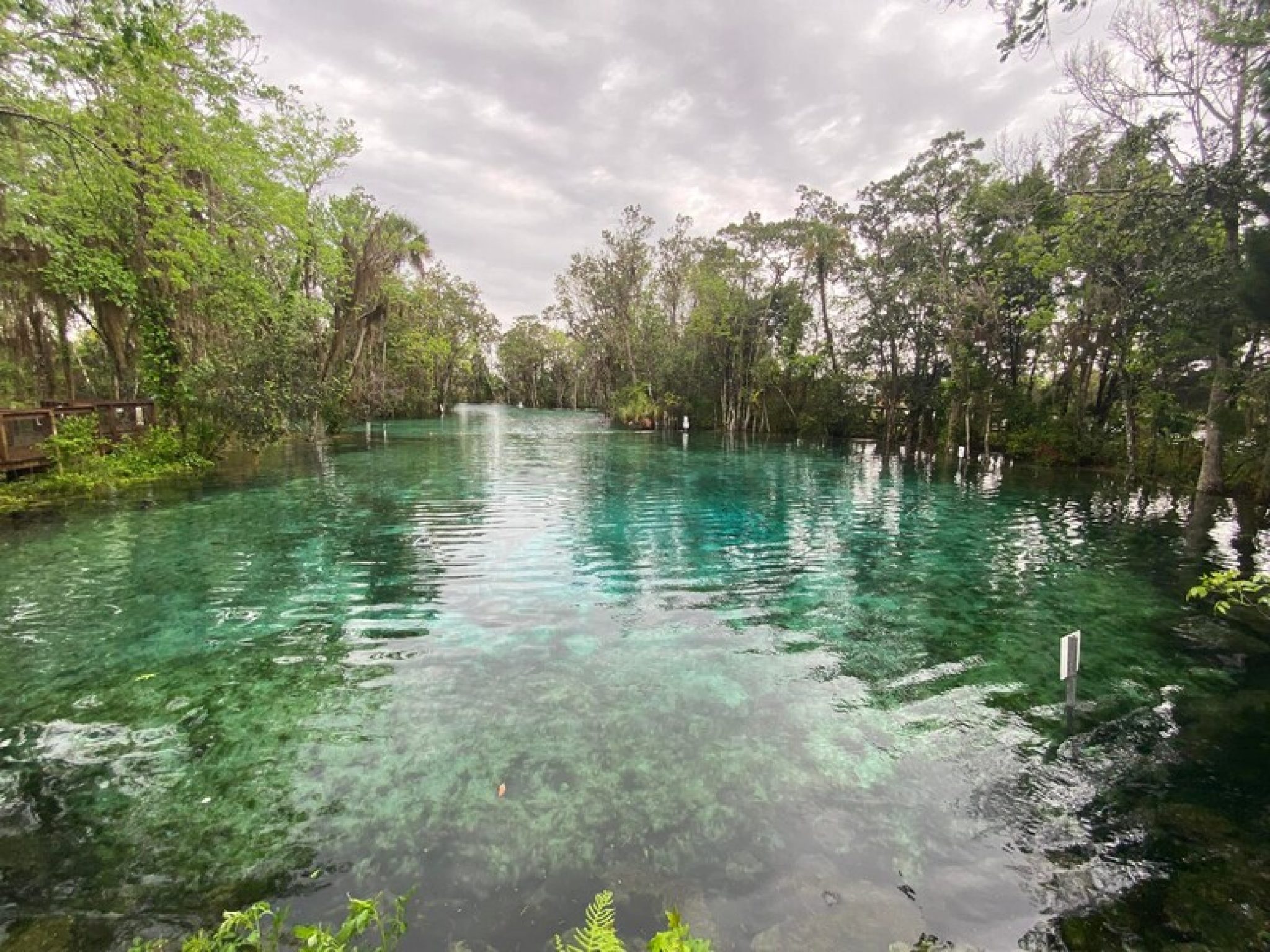 Swim with Manatees | Orlando Crystal River Tours & Tickets 2024 ...