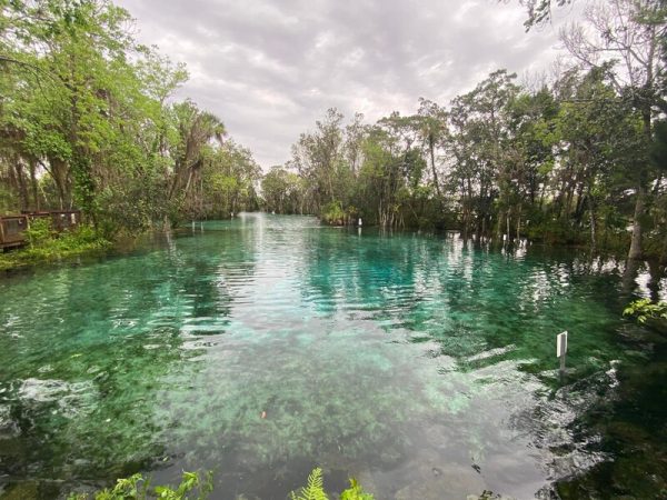 Swim with Manatees | Orlando Crystal River Tours & Tickets 2024 ...
