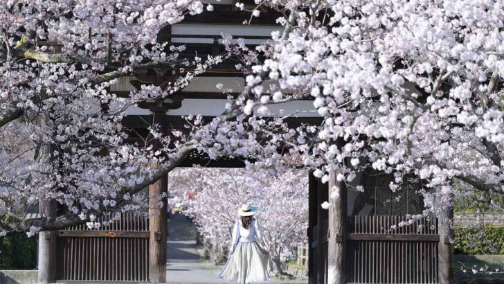 Spring in Japan | 10 Delightful Seasonal Activities and Destinations ...